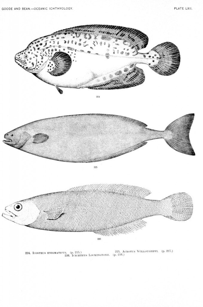 Ragfish | AQUATICAL•LATIN